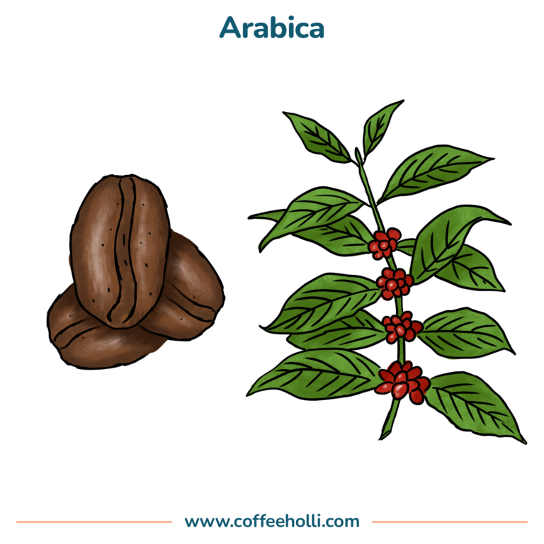 Arabica vs Robusta: Differences and Cool Facts about Each Type ...