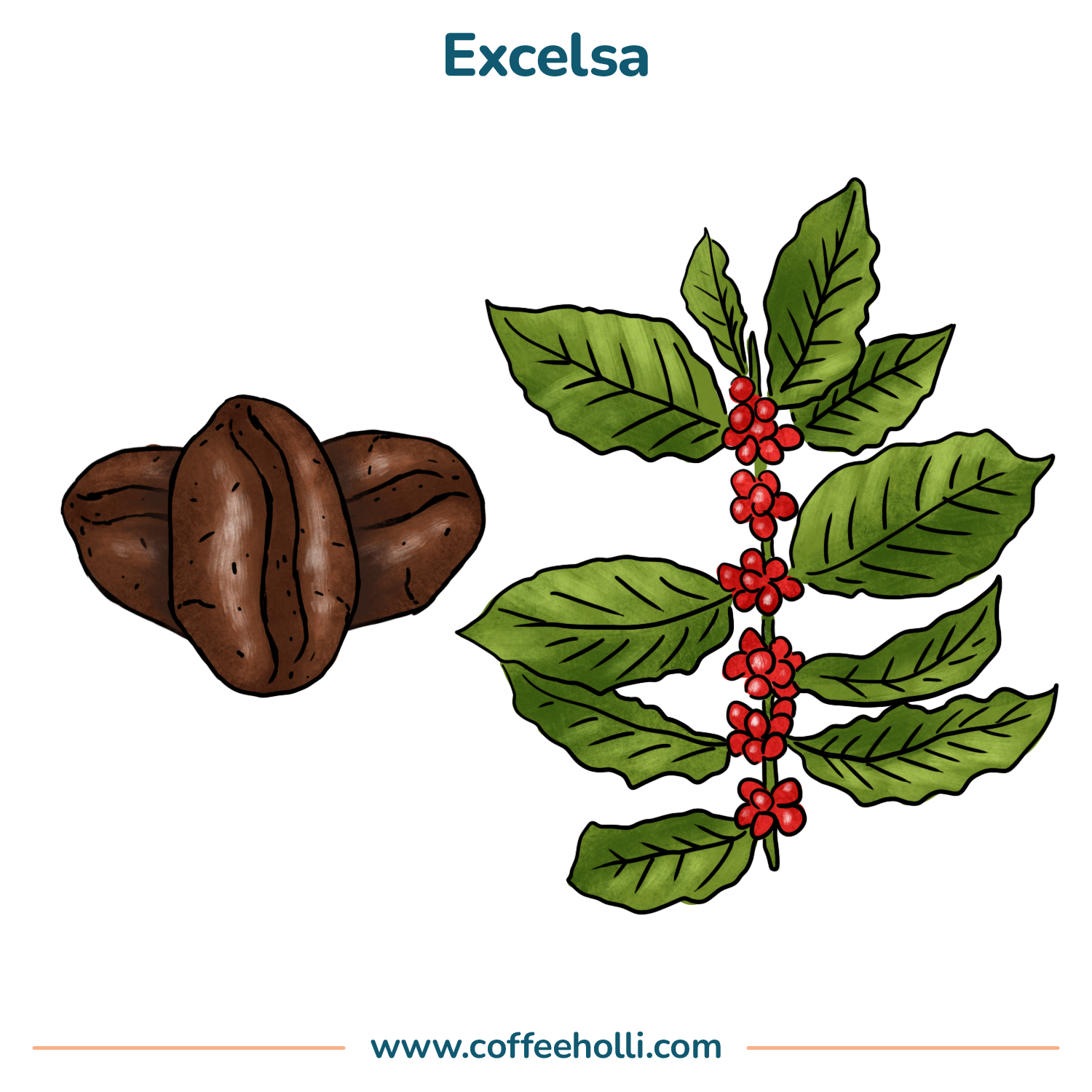 Today’s 4 Most Popular Types of Coffee Beans - CoffeeHolli.com