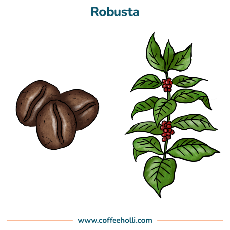 Arabica vs Robusta: Differences and Cool Facts about Each Type ...