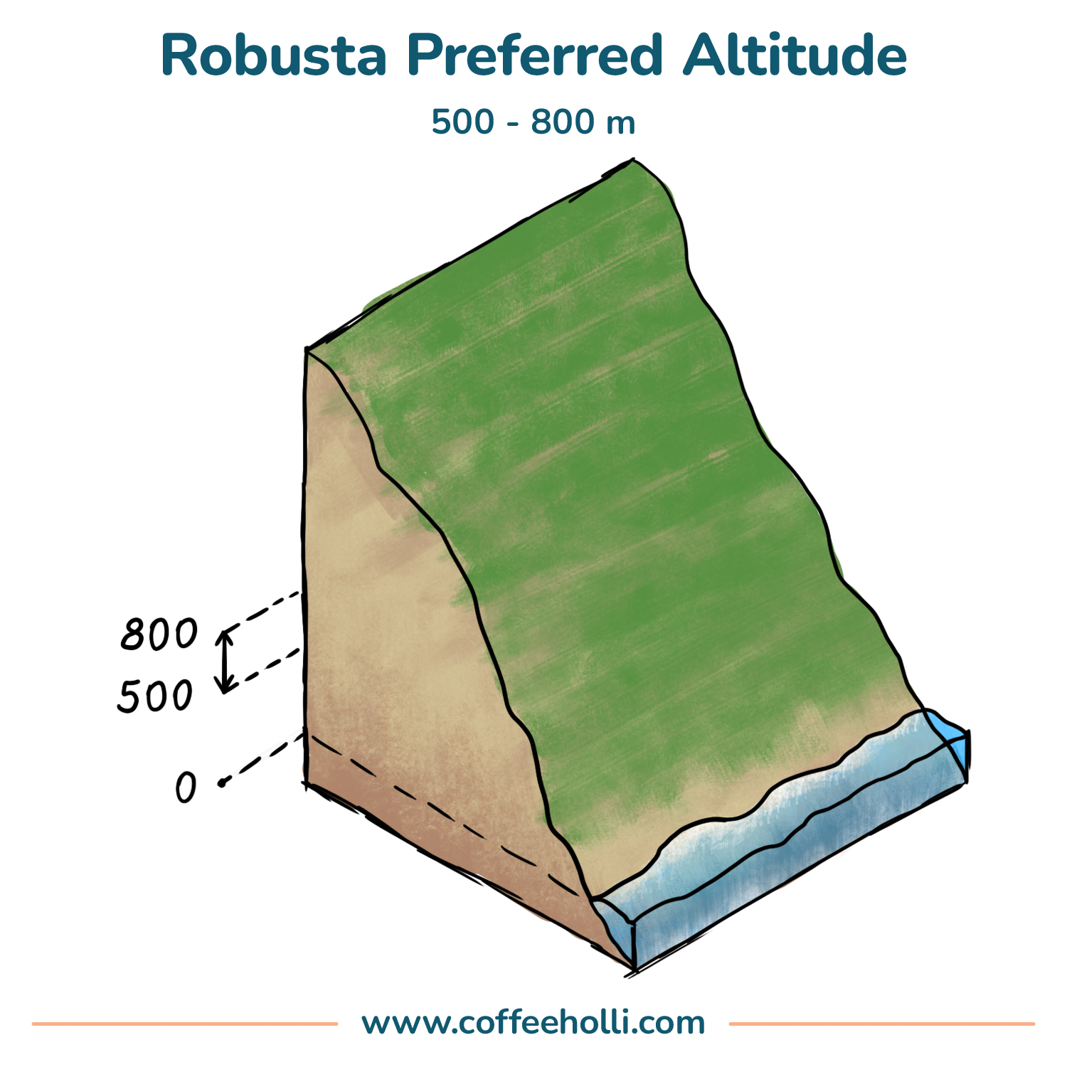 Arabica vs Robusta: Differences and Cool Facts about Each Type ...