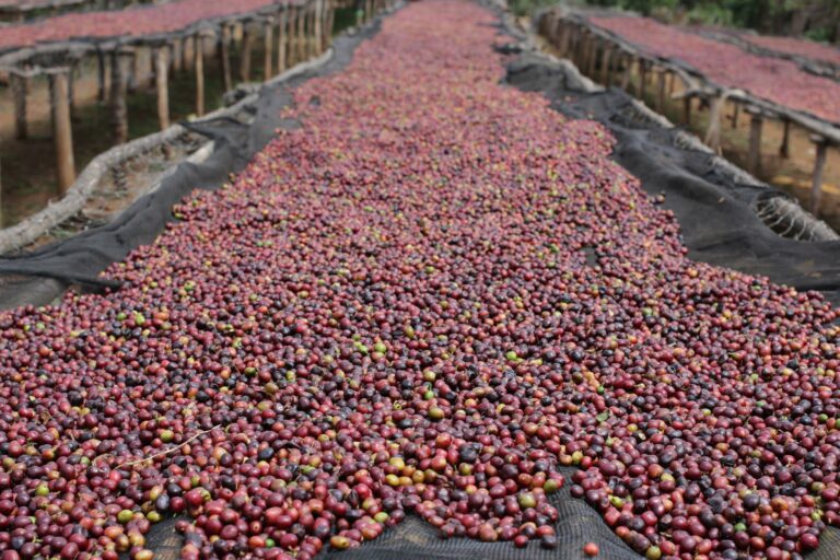 The 3 Main Coffee Processing Methods in 2026 - CoffeeHolli.com