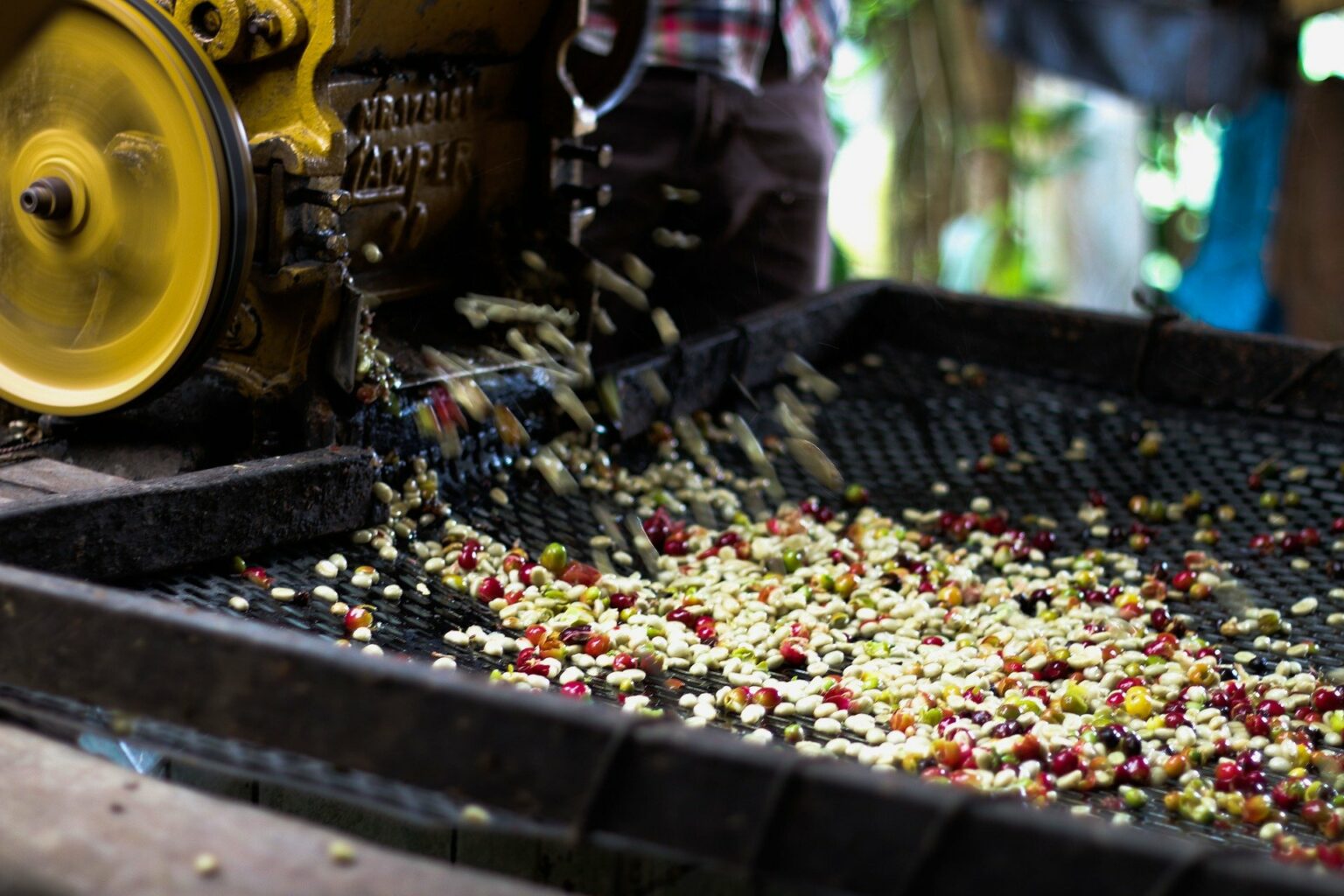 The 3 Main Coffee Processing Methods in 2025 - CoffeeHolli.com