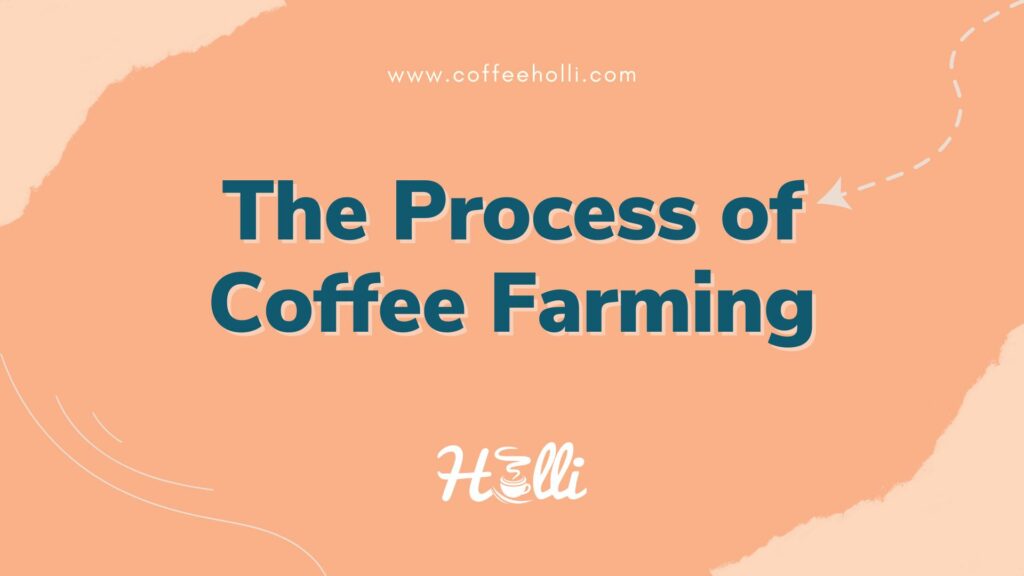 The Process of Coffee Farming: From Seed to Cup - CoffeeHolli.com