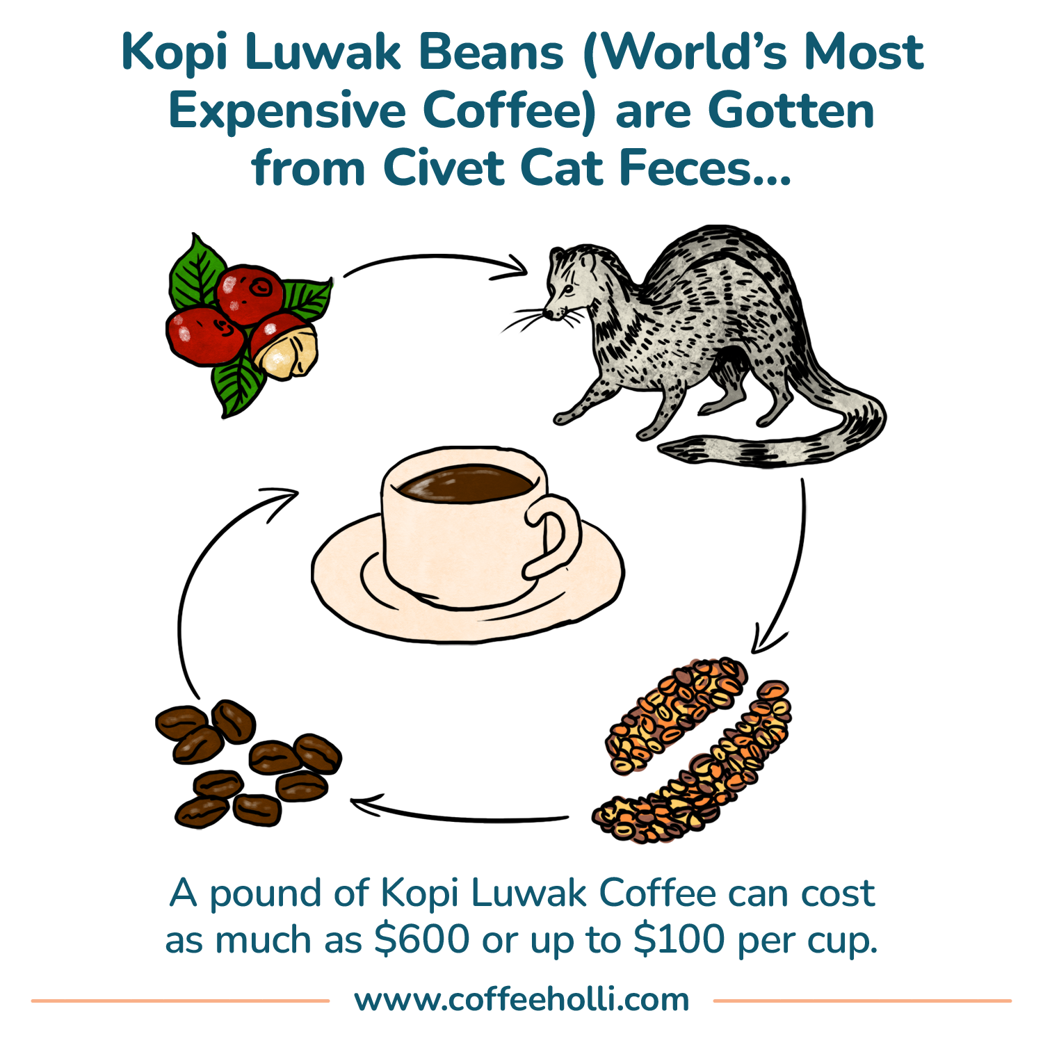 20 Interesting Facts About Coffee That'll Blow Your Mind - CoffeeHolli.com